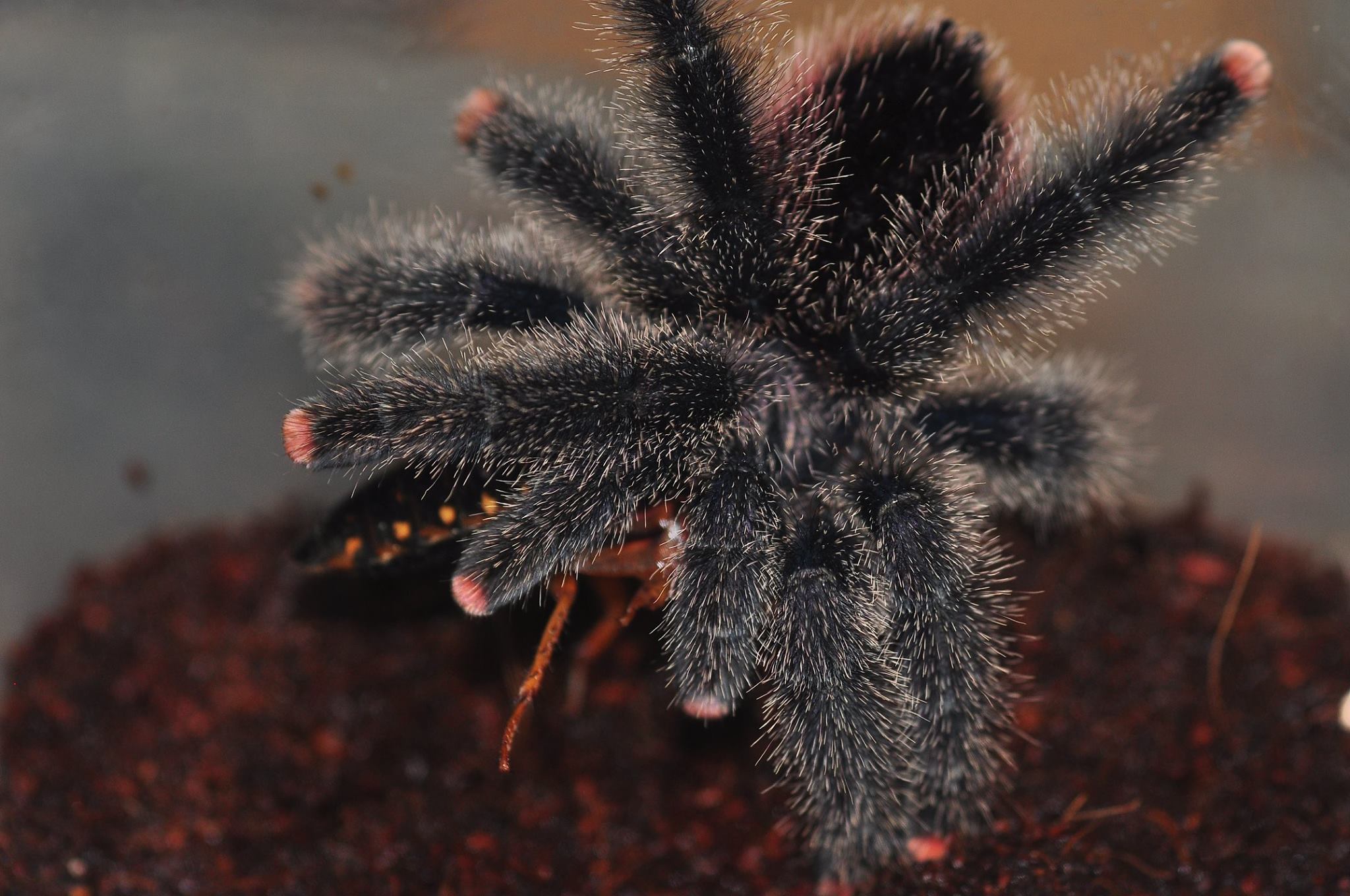 Avicularia sp. Peru purple L1 OGROMNE L1 - 10 szt. - 7486963621 ...