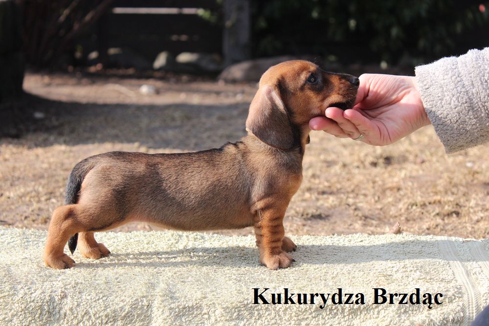 Jamnik szorstkowłosy miniaturowy / króliczy (FCI) - 7238022283 - oficjalne archiwum allegro