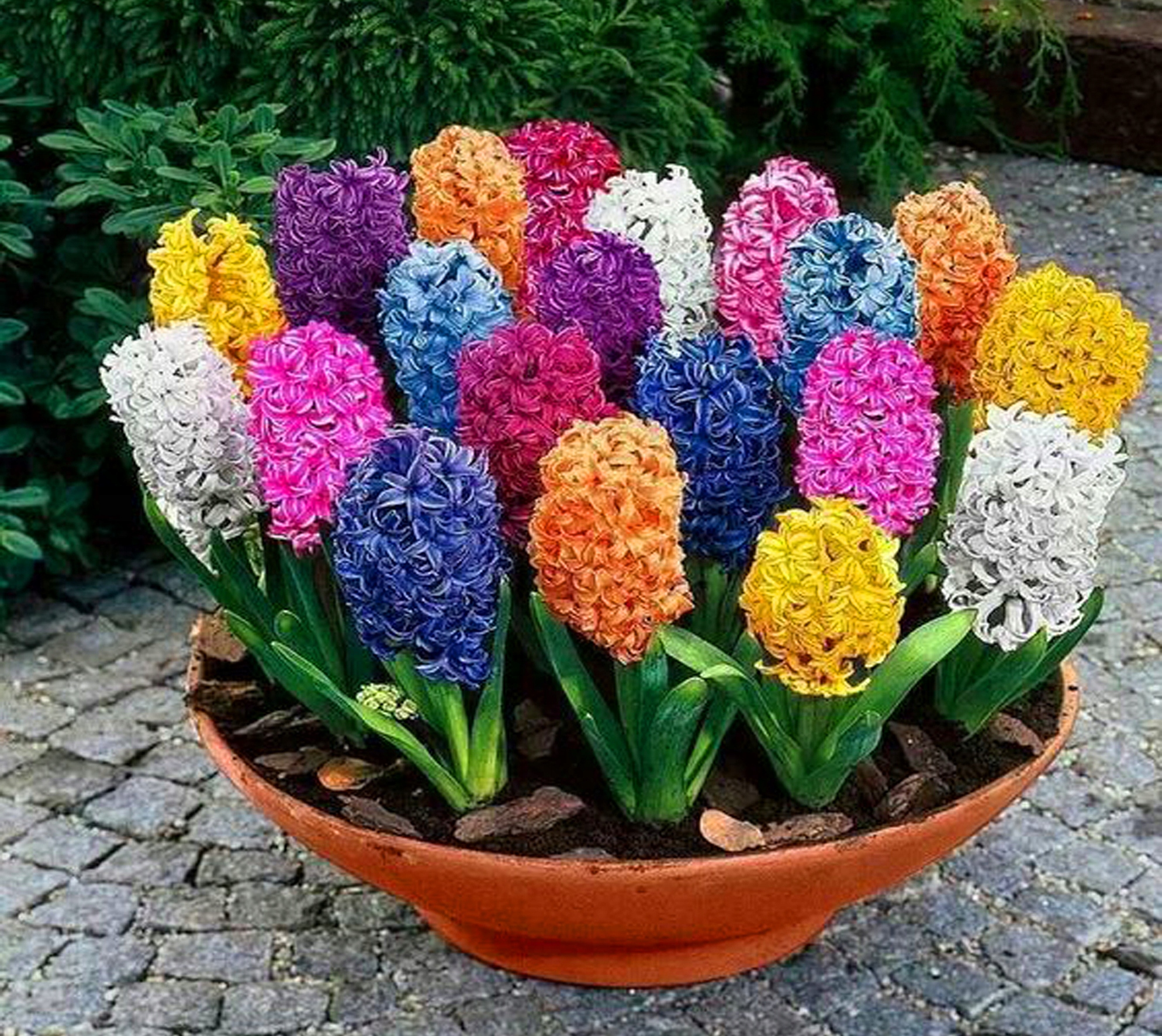 HIACYNT cebulki MIX KOLORÓW 5 szt + GRATIS nasiona - 7510145023 ...