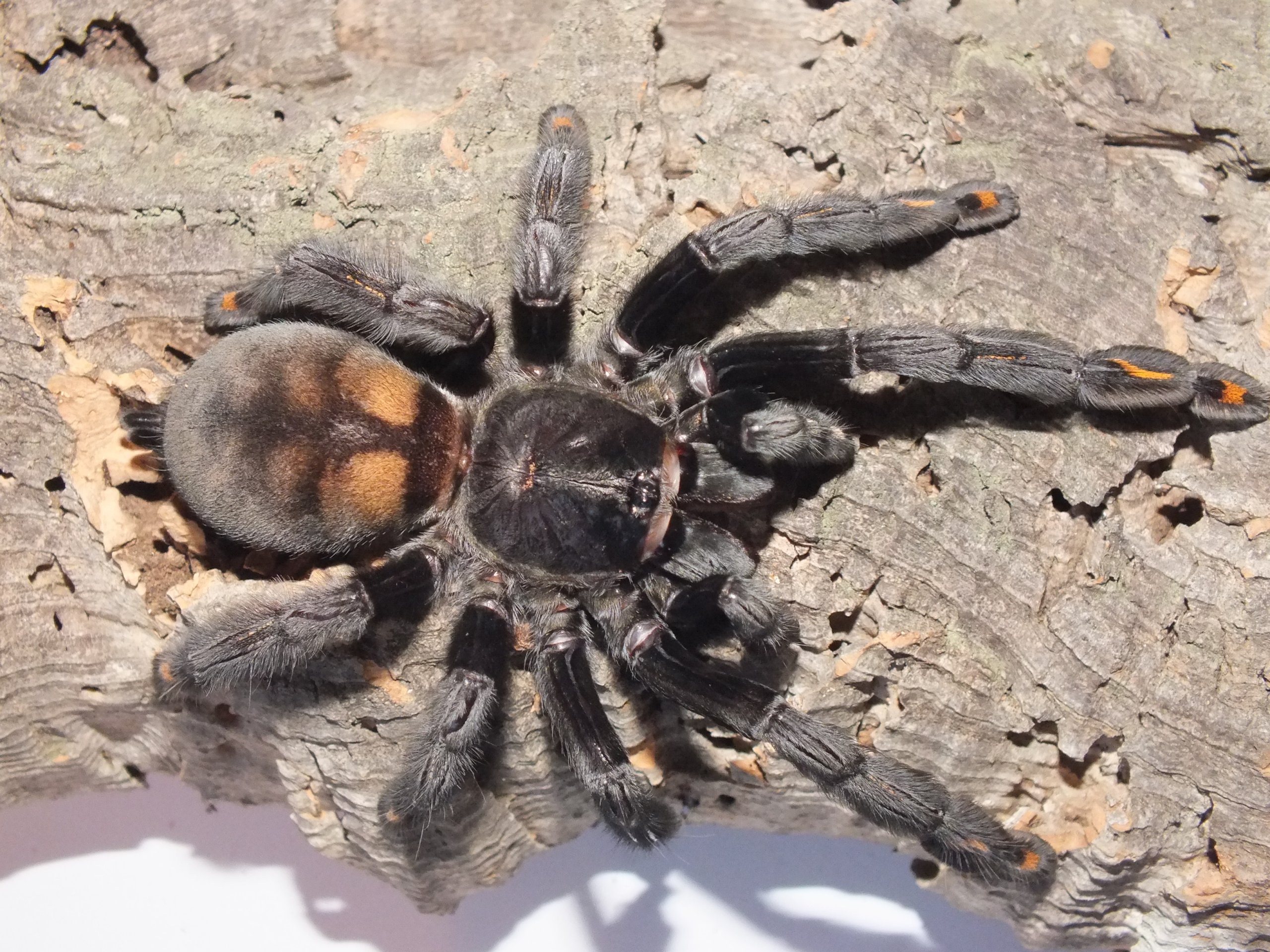 Psalmopoeus irminia L1 - 7087211245 - oficjalne archiwum allegro