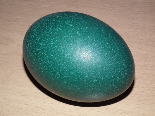 Jajka emu, strusie jaja - 7073383165 - oficjalne archiwum Allegro