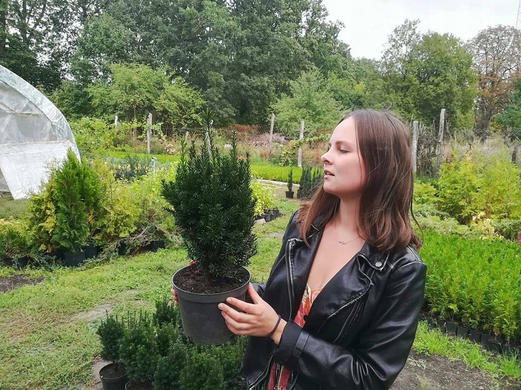 Cis hiksi 35-40cm - 7560805638 - oficjalne archiwum Allegro