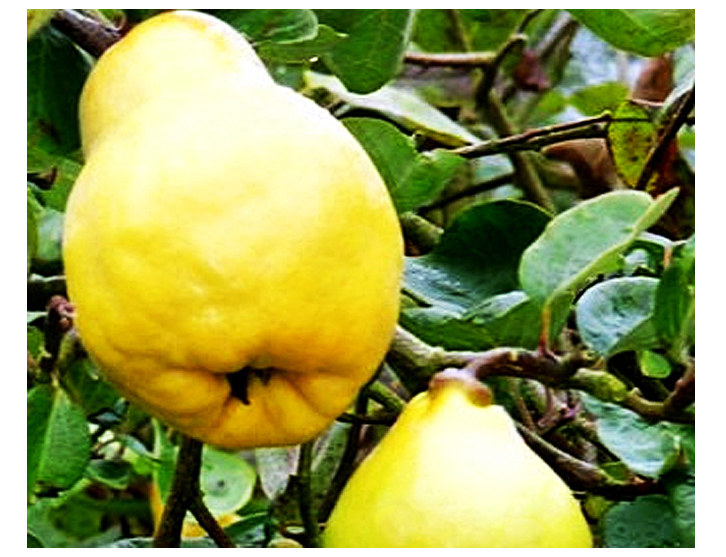 PIGWA gruszkowa PORTUGAL bardzo duże owoce WINA - 6930553588 ... PIGWA gruszkowa PORTUGAL bardzo duże owoce WINA - 6930553588 ...