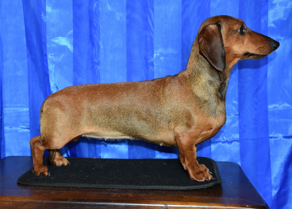 Jamnik krótkowłosy miniaturowy z rodow. FCI - 7138855573 - oficjalne archiwum Allegro